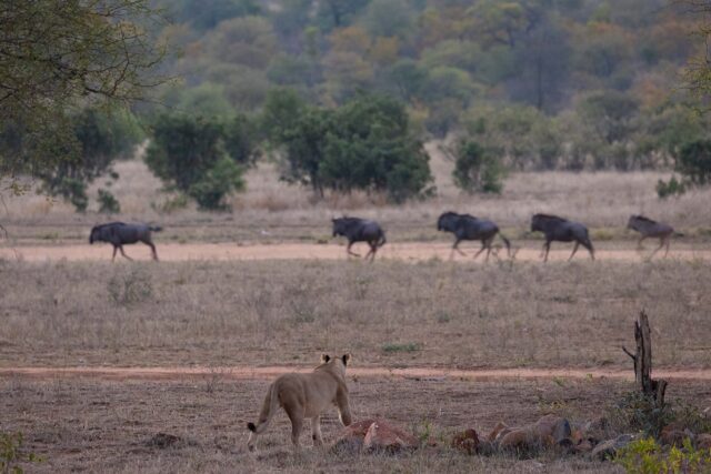 Luxury Klaserie Lodge | Greater Kruger National Park| Ximuwu