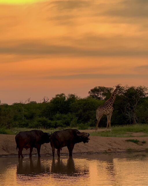 Luxury Klaserie Lodge | Greater Kruger National Park| Ximuwu